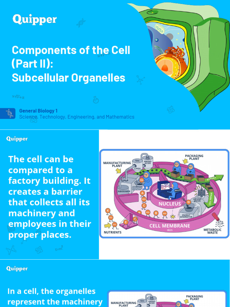 LESSON 2 - SUBCELLULAR ORGANELLES. PART 2pdf | PDF | Endoplasmic Reticulum | Cell (Biology)