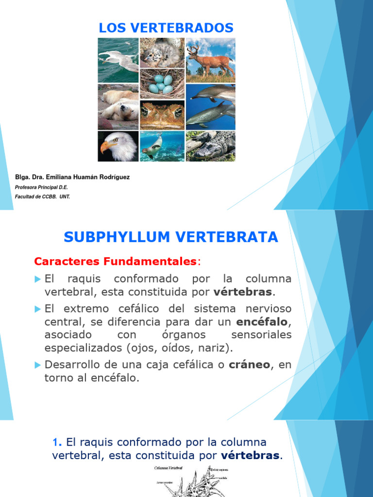 Peces Óseos | PDF | Vertebrados | Pescado