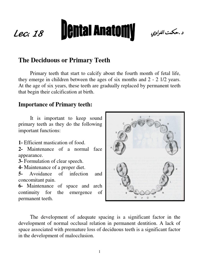 The Deciduous or Primary Teeth | PDF | Dental Anatomy | Human Anatomy