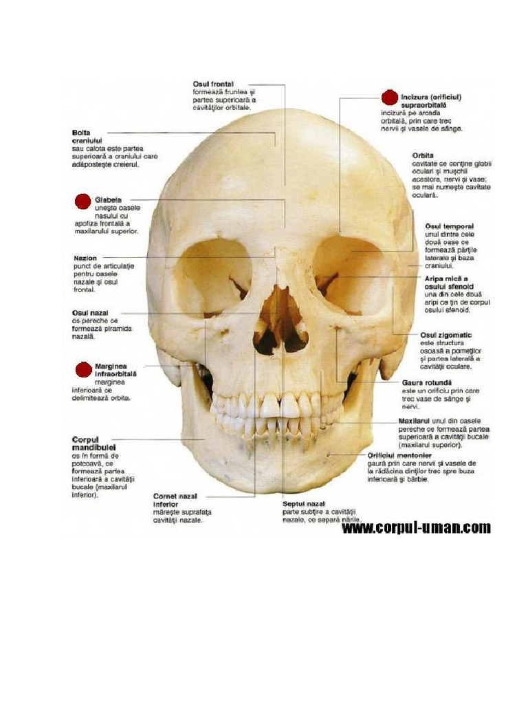 Oasele Capului 2 | PDF
