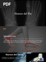 Anatomía del Tarso: Huesos y Descripción | PDF | Pie | Anatomía humana