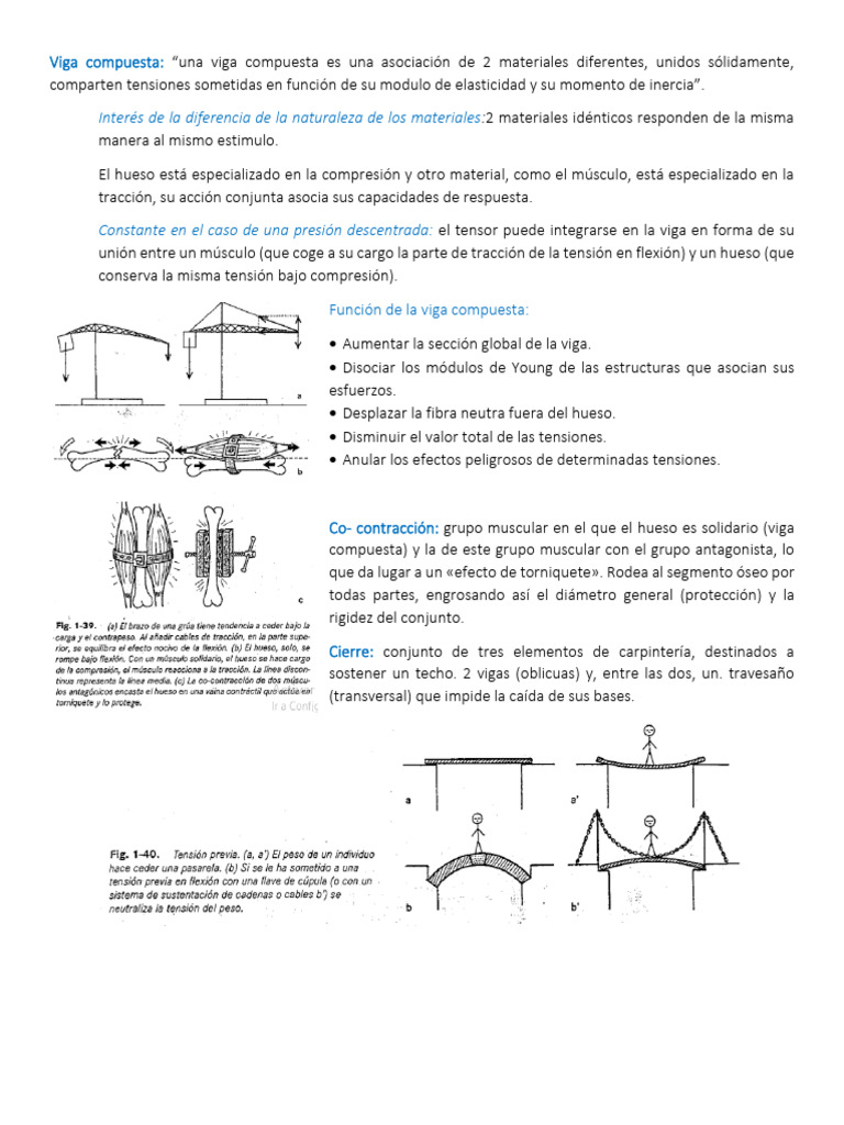 Viga Compuesta | PDF | Viga (Estructura) | Músculo esquelético