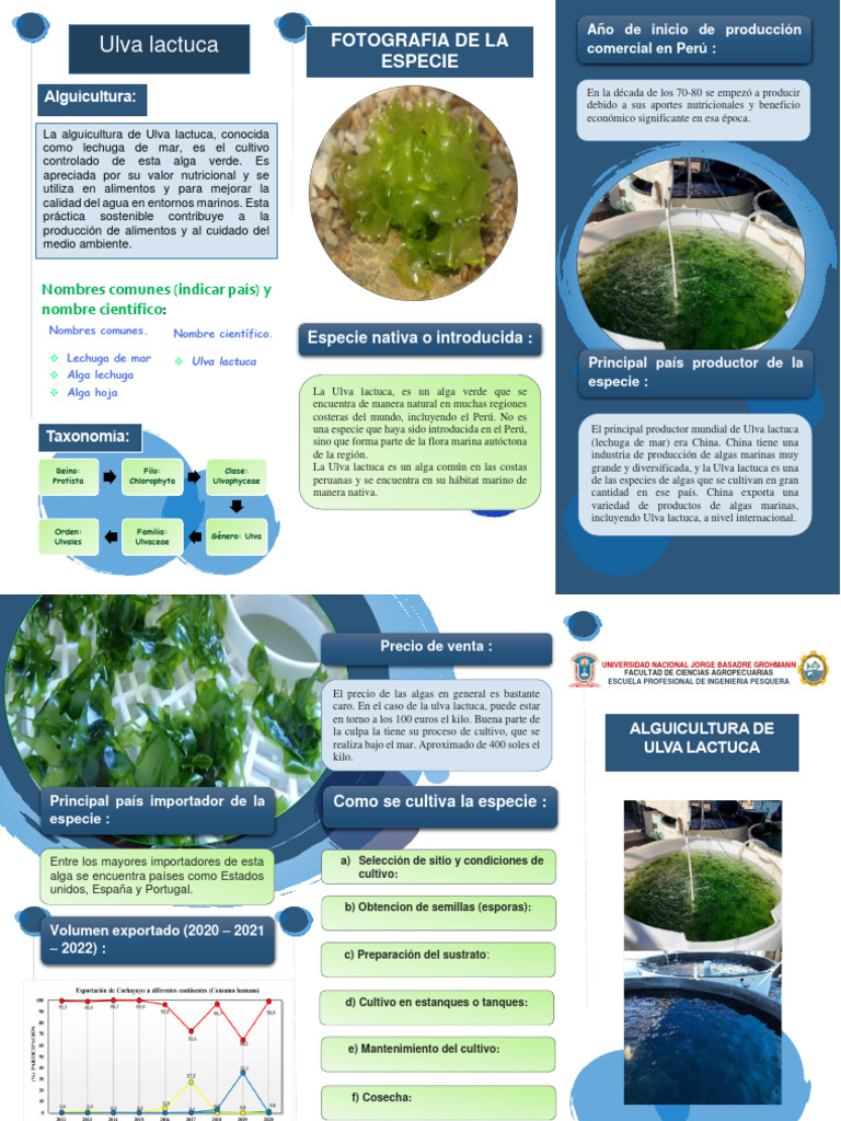 Triptico | PDF | Algas | Lechuga