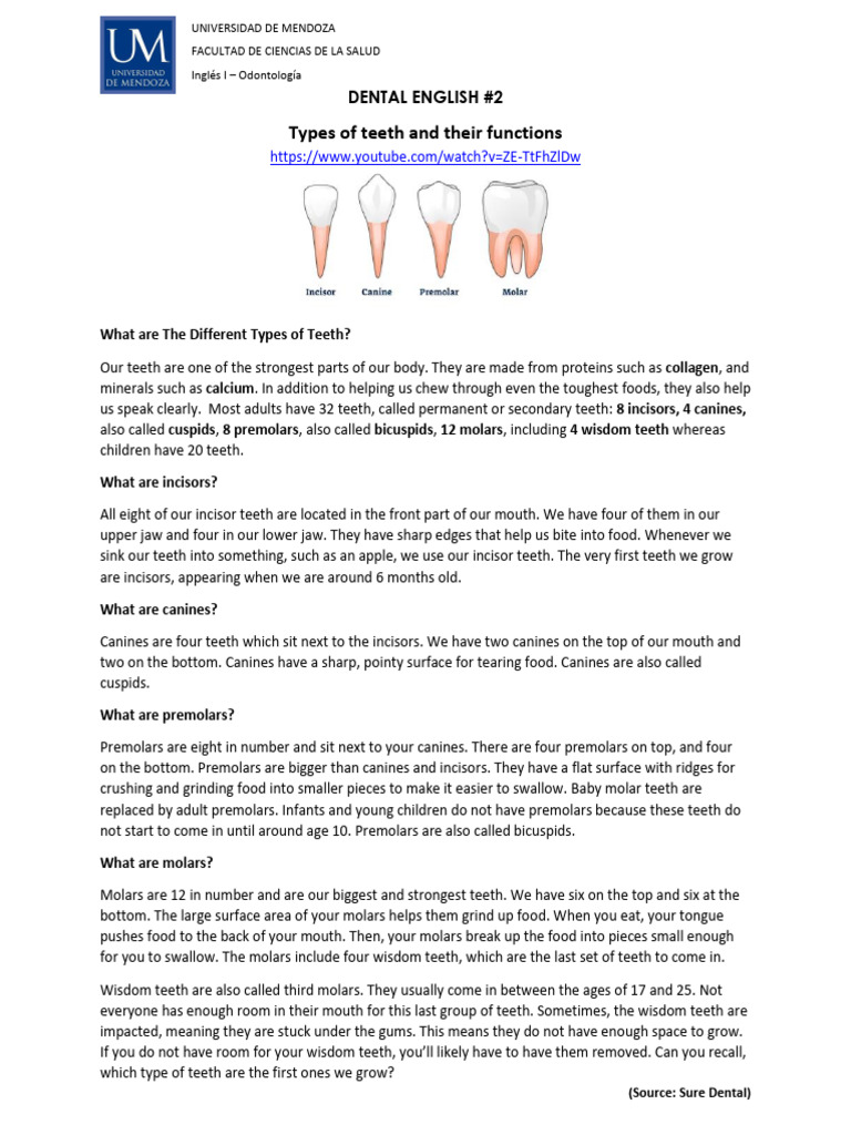 Types of Teeth and Their Functions | PDF | Tooth | Mouth
