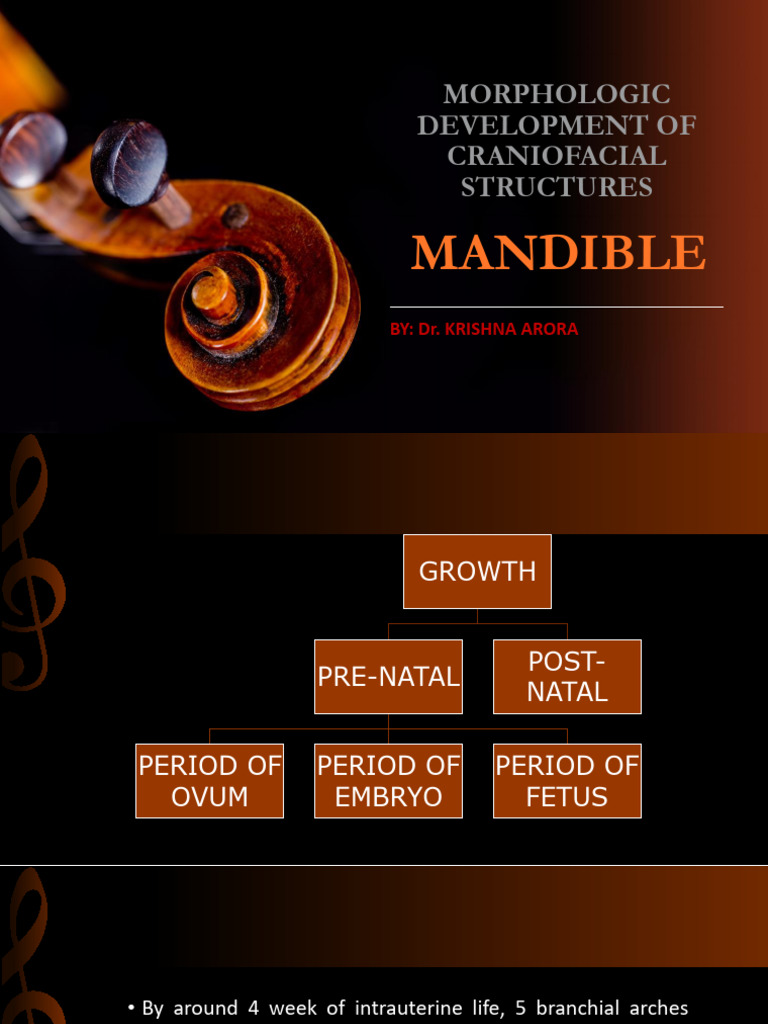 Craniofacial Mandible Development Overview | PDF | Musculoskeletal ...