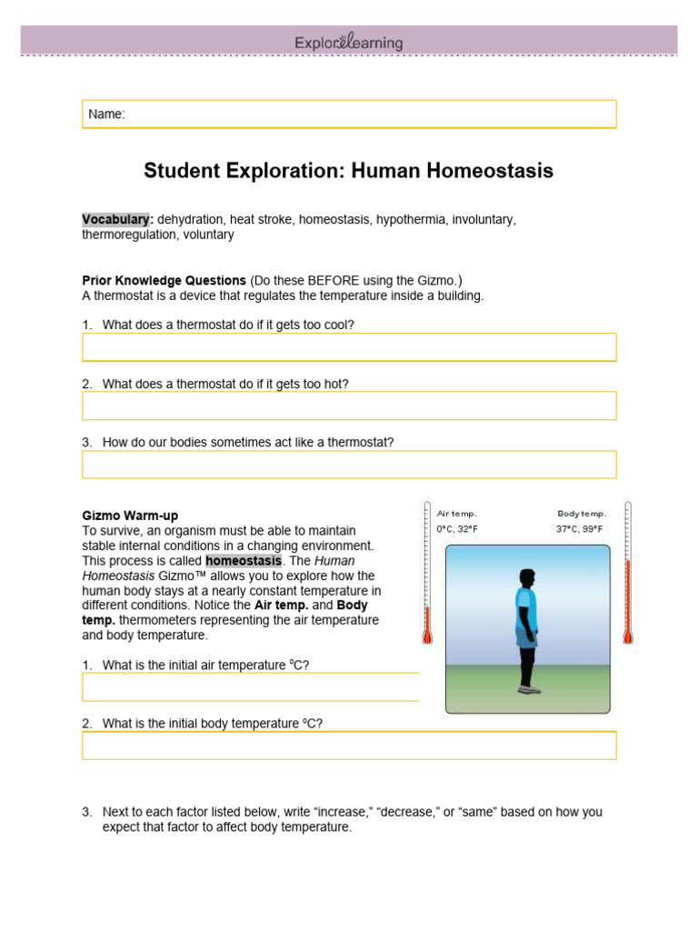 Human Homeostasis v21 | PDF | Thermoregulation | Physiology