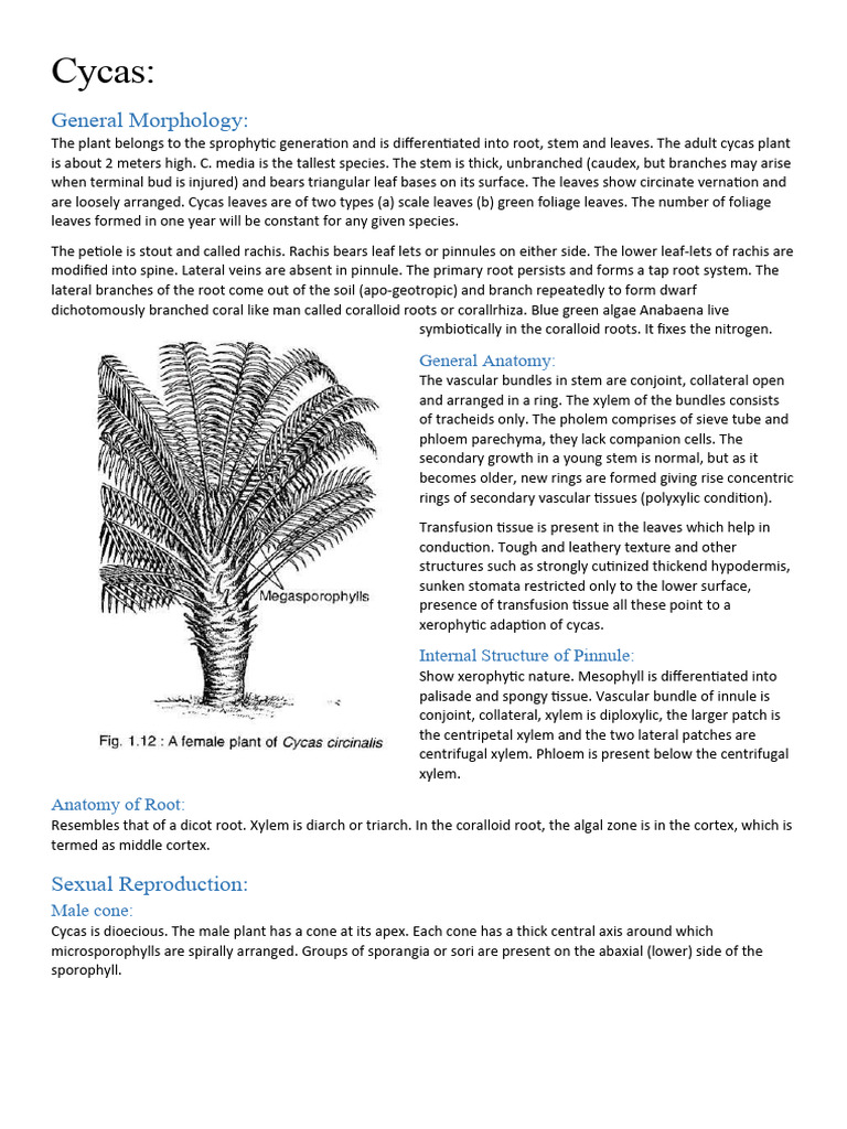 Cycas Pinus | PDF | Leaf | Plant Stem
