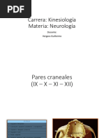 Inervación de La Laringe | PDF