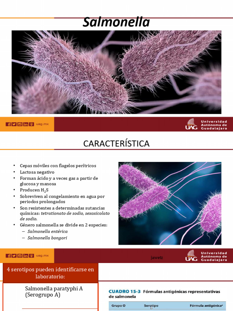 26 Salmonella | PDF | Salmonela | Medicina