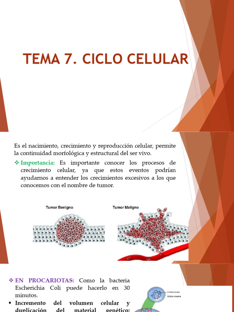 Biología Ciclo Celular | PDF | Mitosis | Biología Celular)