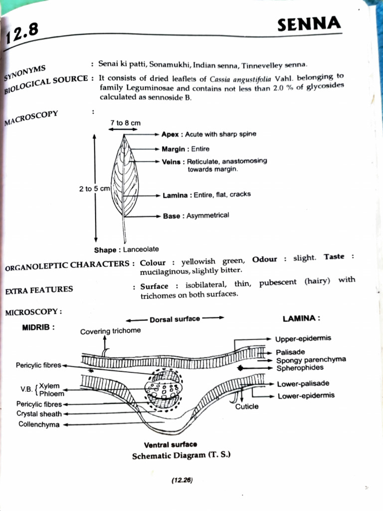 Sennah | PDF | Leaf | Zoology