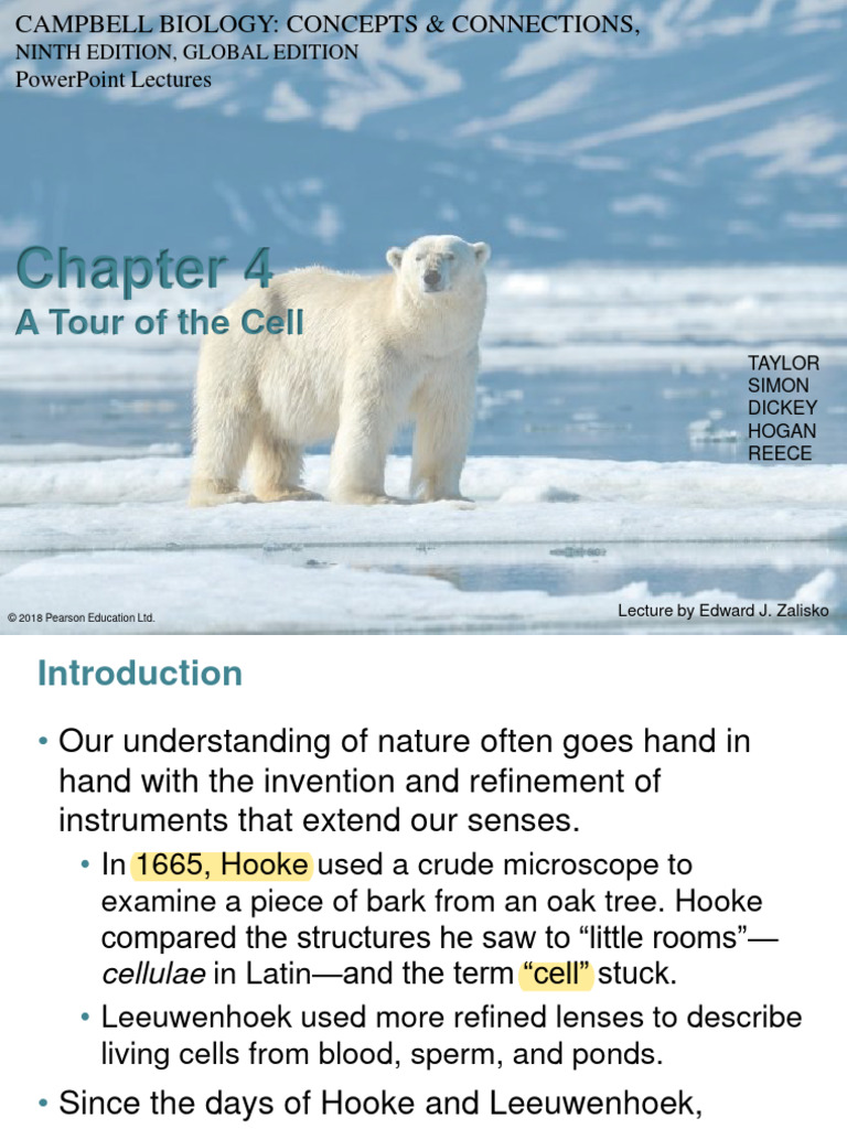 04 Lecture Presentation | PDF | Endoplasmic Reticulum | Cell (Biology)