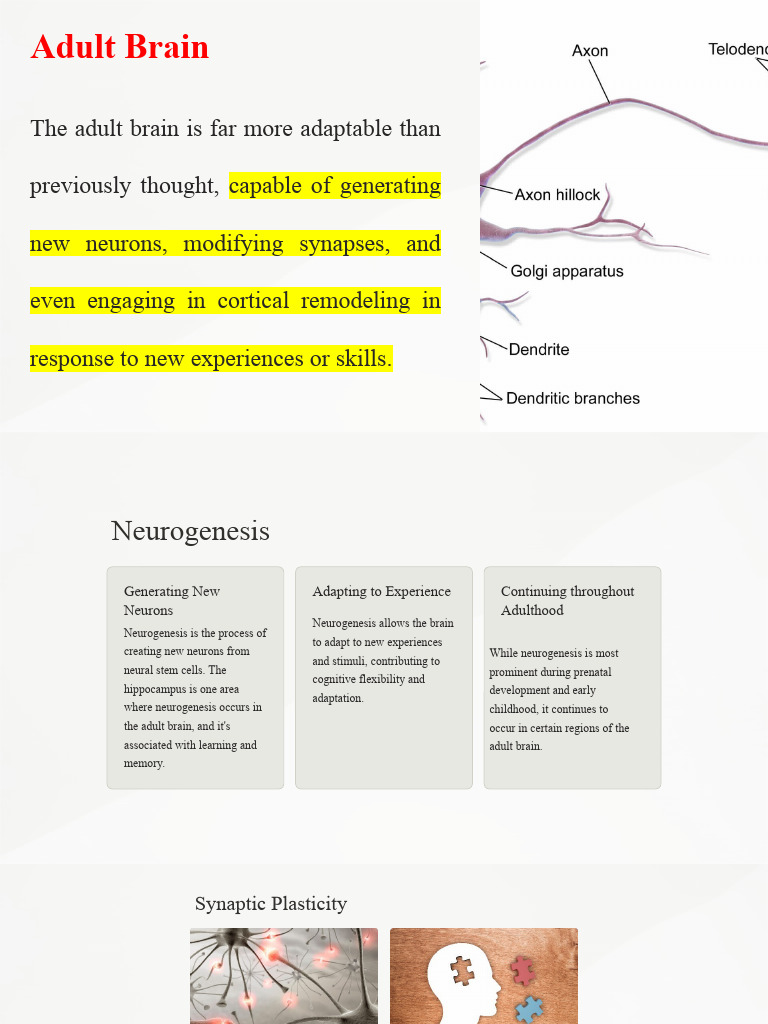 Brain Development in Adult | PDF | Neurogenesis | Brain