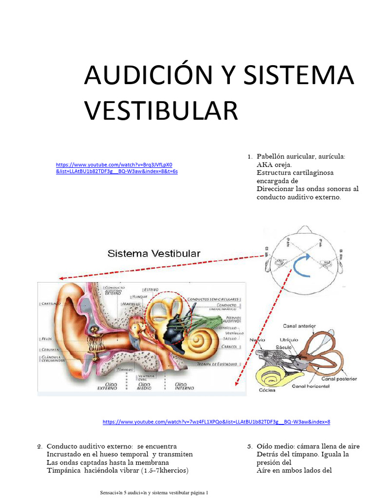 Audición y Sistema Vestibular-2 | PDF | Oído | Escuchando