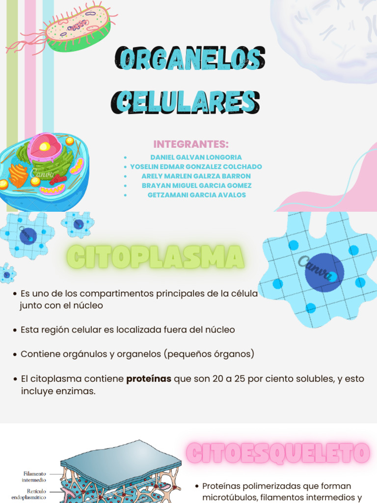 Organelos Celulares | PDF | Citoplasma | Membrana celular