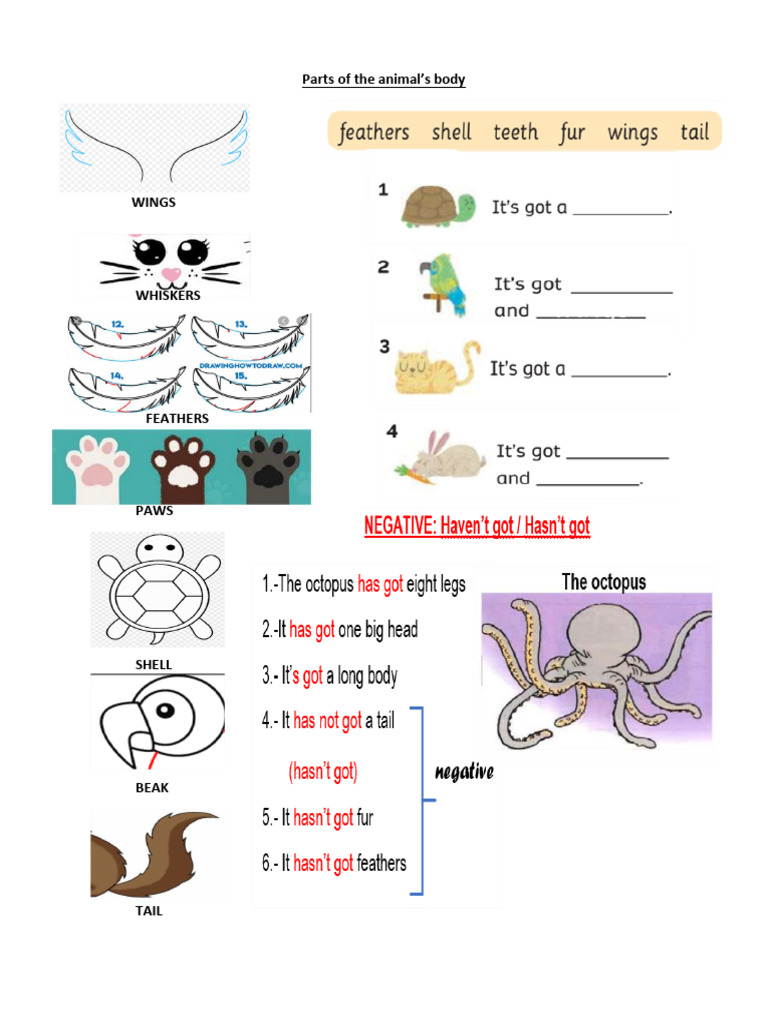 Parts of The Animals' Bodies | PDF