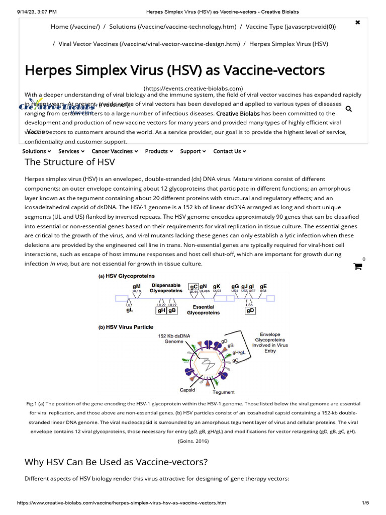 Herpes Simplex Virus (HSV) As Vaccine-Vectors - Creative Biolabs01 | PDF | Viral Vector | Virus