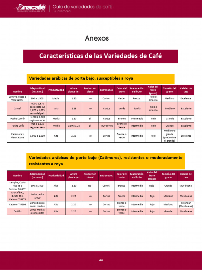Variedades de Café de Anacafé | PDF | café | Fruta