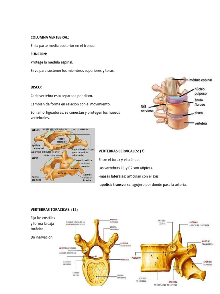 COLUMNA VERTEBRAL-IMPRIMIR (ANATOMIA) | PDF