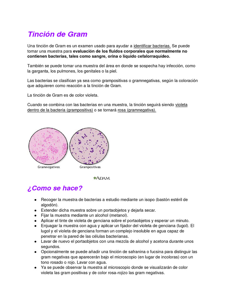 Tincion de Gram | PDF