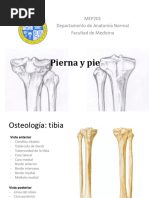 Tipos de Ferula en Miembro Inferior | PDF