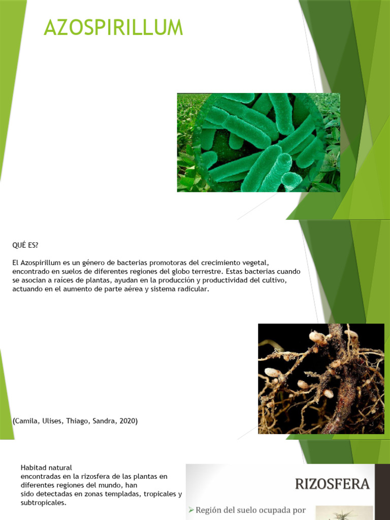 AZOSPIRILLUM | PDF