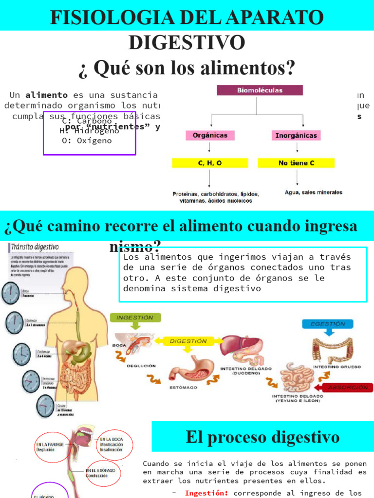 Aparato Digestivo 3ros | PDF | Digestión | Sistema digestivo humano