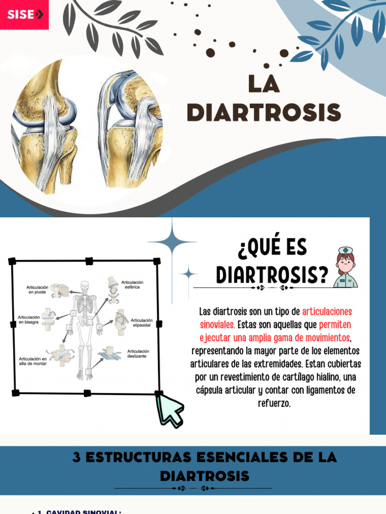 Diartrosis 1 3 | PDF