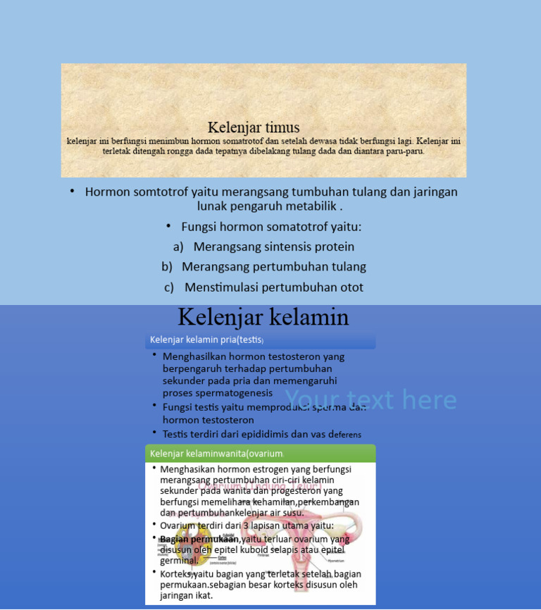 Kelenjar Timus Biologi Kelas 11 | PDF