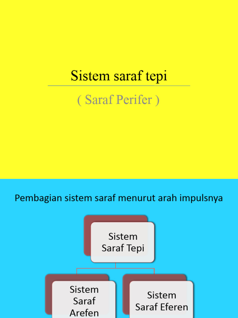 Sistem Saraf Tepi Perifer Biologi Kelas 11 Pdf 