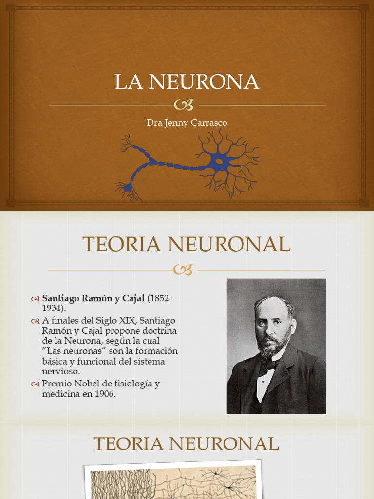 01 La Neurona | PDF | Neurona | Citoplasma