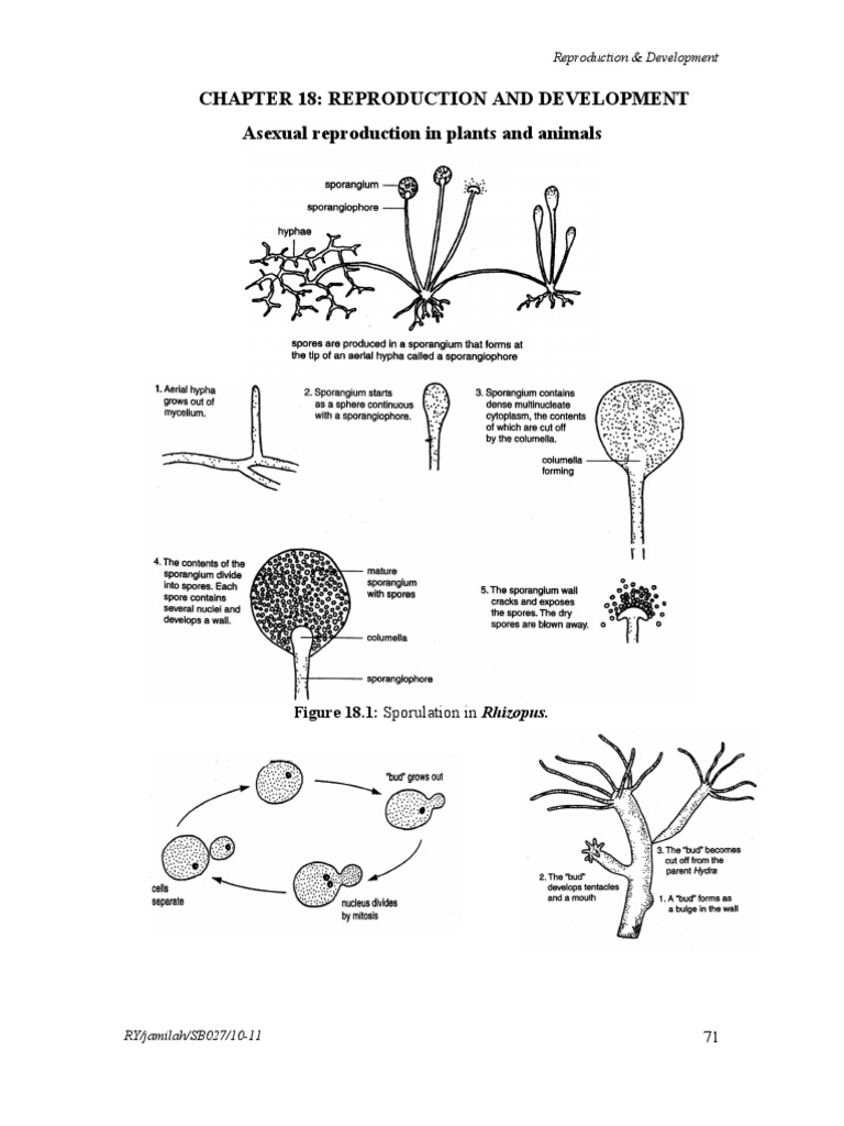 A Comprehensive Visual Guide to Reproduction and Development in Humans ...