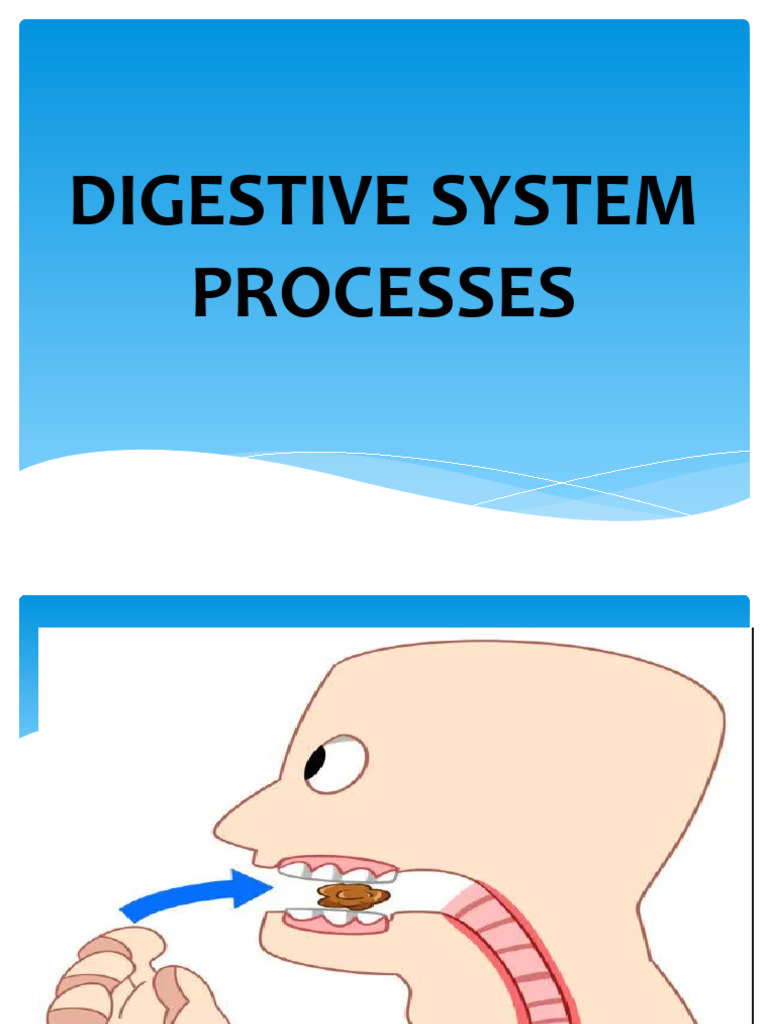 Digestive System Processes | PDF | Digestion | Human Digestive System