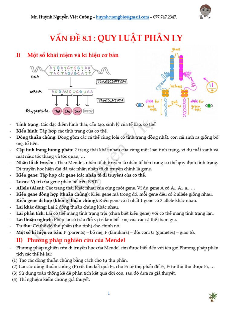 Quy luật phân ly | PDF