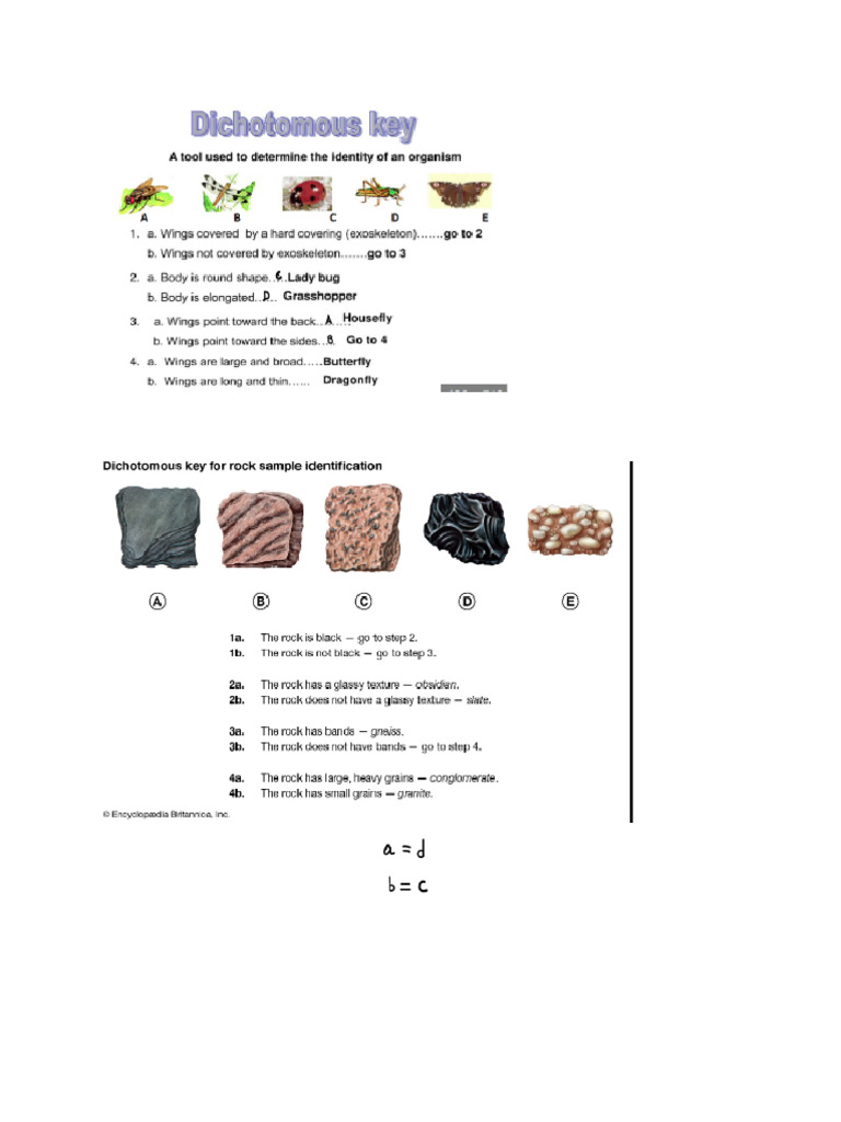 Nidhi Maria - Numbered Keys - EL | PDF