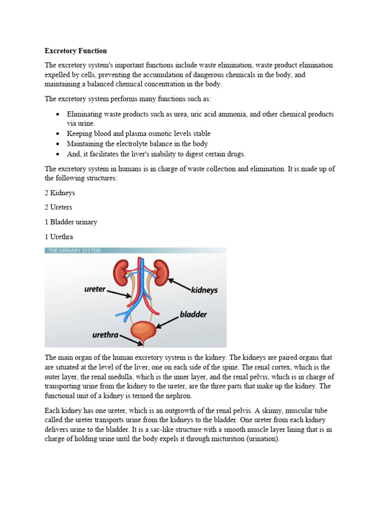 Excretory Function | PDF