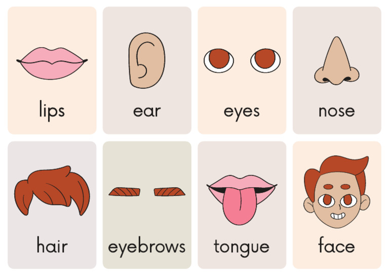 Parts of the Head Flashcard Sheets | PDF