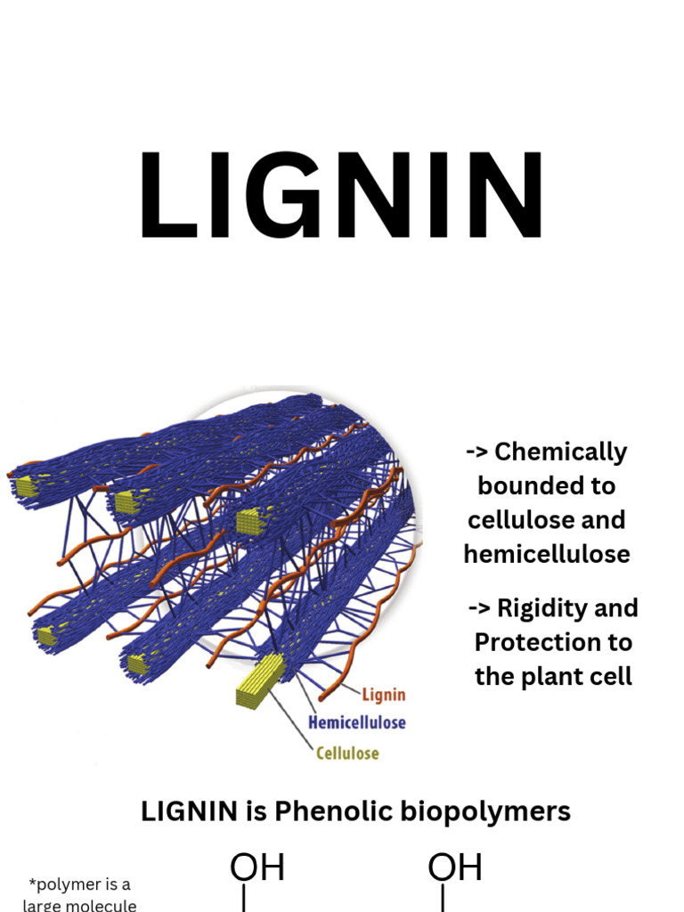 Lignin: Structure and Composition | PDF