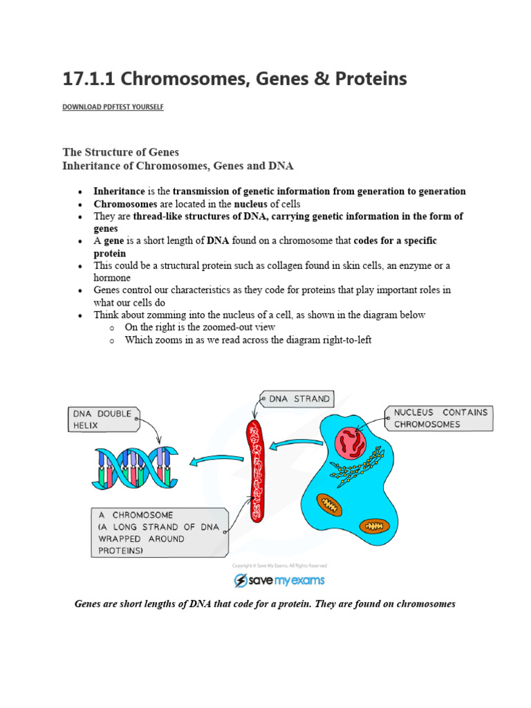 Inheritance Chap 17 | PDF | Dominance (Genetics) | Genotype