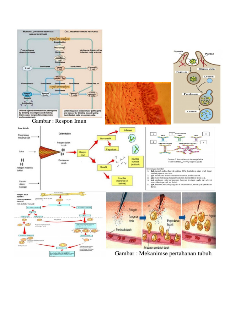 Gambar Sistem Imun | PDF
