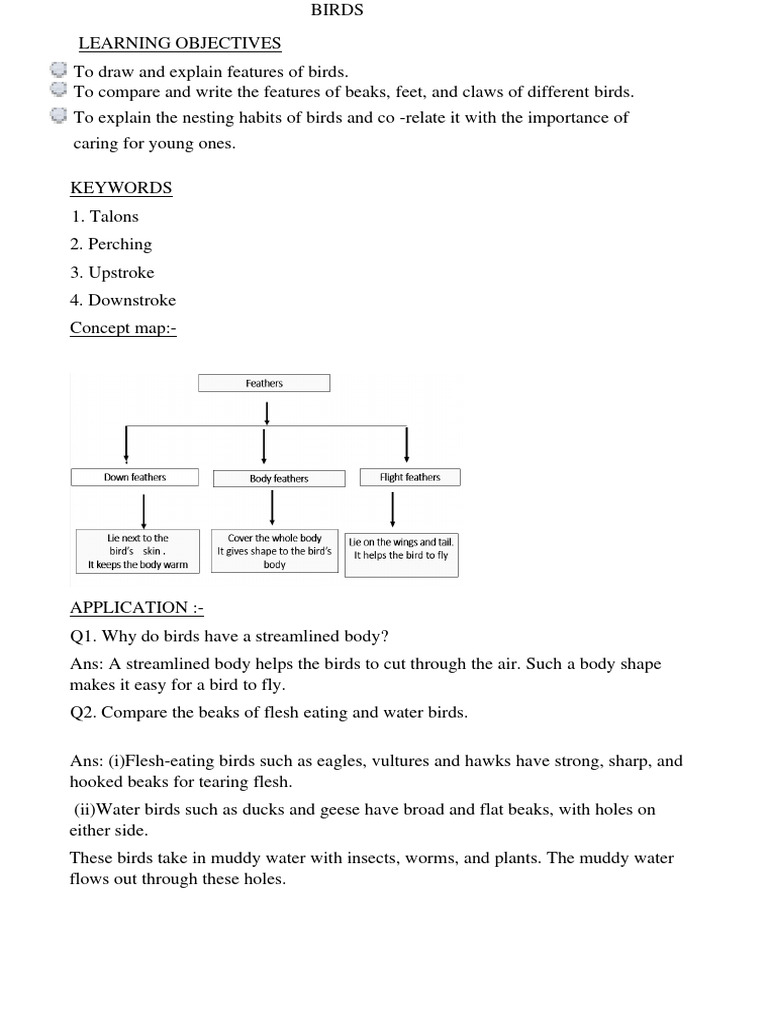 Understanding Birds for Class 3 | PDF