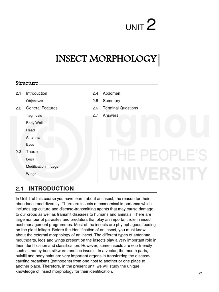 Morphology of Insect | PDF | Eye | Insects