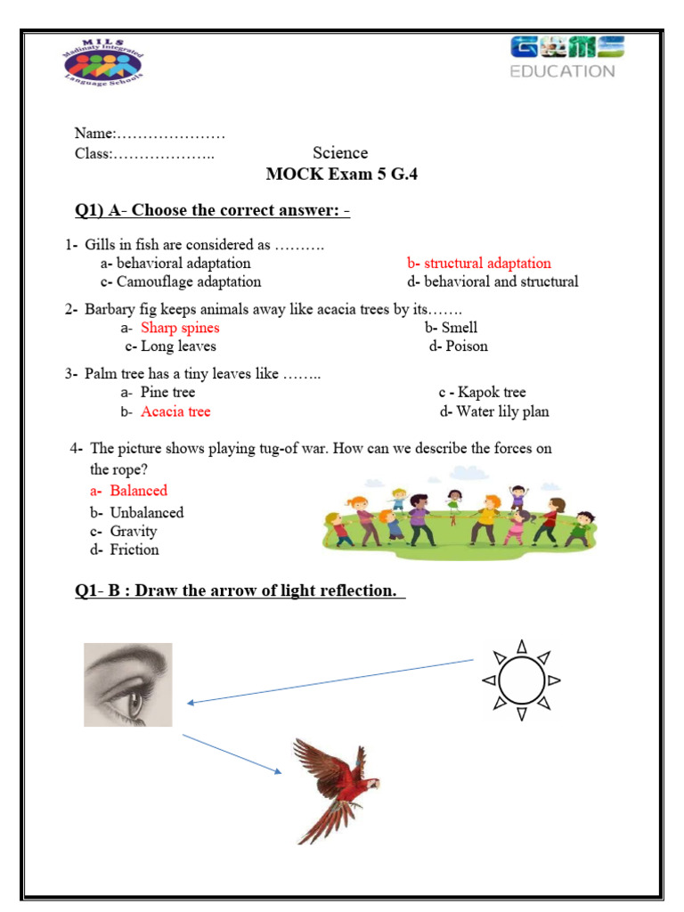 Mock Exam 5 G4 Model Answer | PDF | Respiratory System | Trees