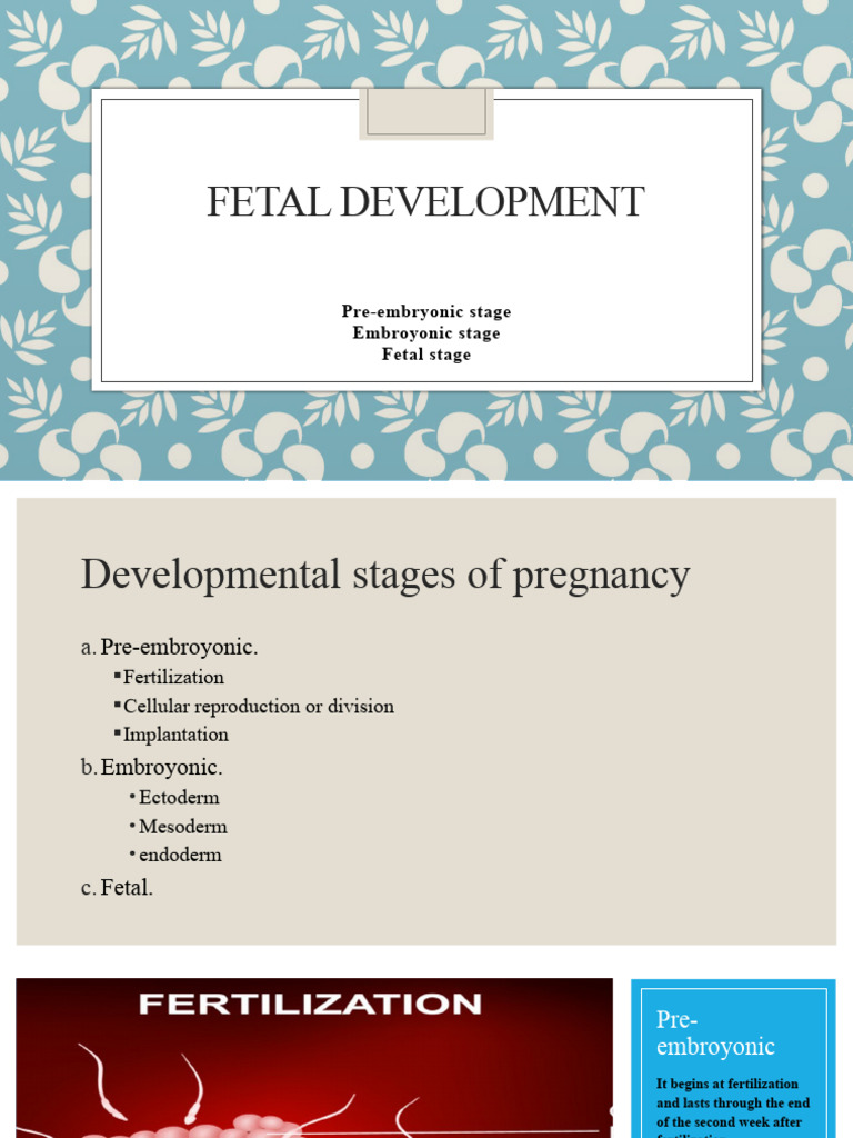 3 Fetal Development | PDF | Embryo | Prenatal Development