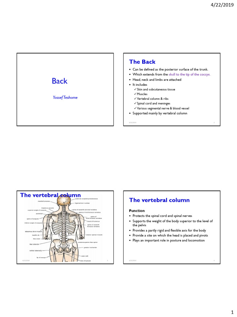 1 - Back PPT Aau | PDF | Vertebra | Vertebral Column