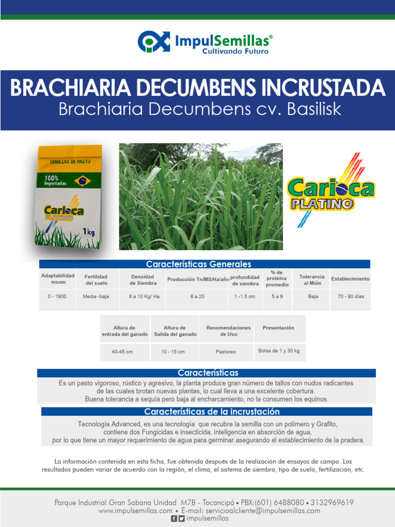 Ficha Técnica Brachiaria Decumbens Basilisk | PDF | Siembra | Botánica