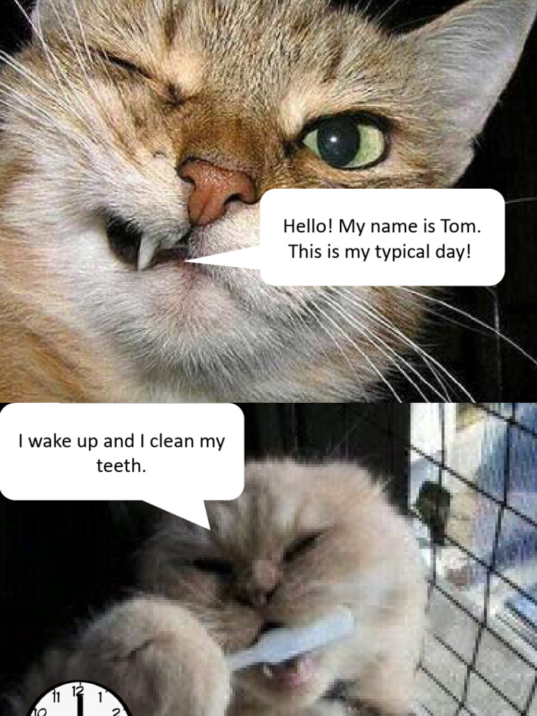 A Typical Day of A Cat | PDF
