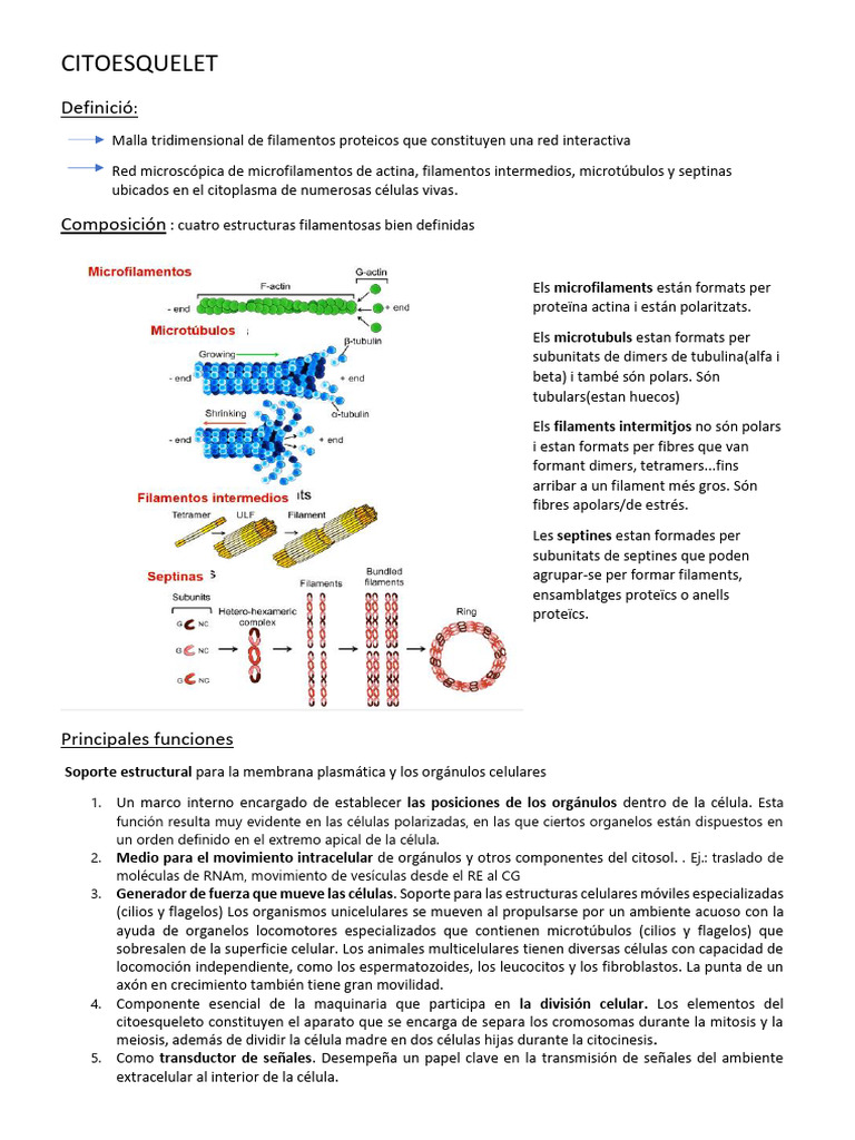 Citoesqueleto Biologia Celular | PDF | Microtúbulos | Actina