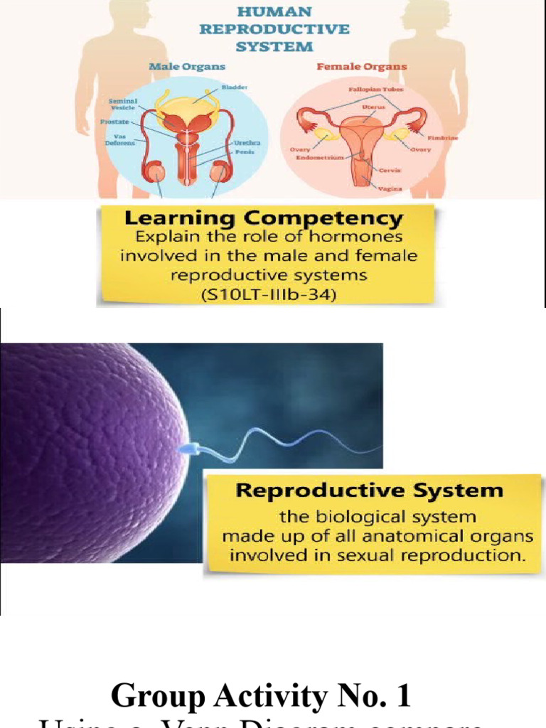 1 Male and Female Reproductive System and Hormones | PDF
