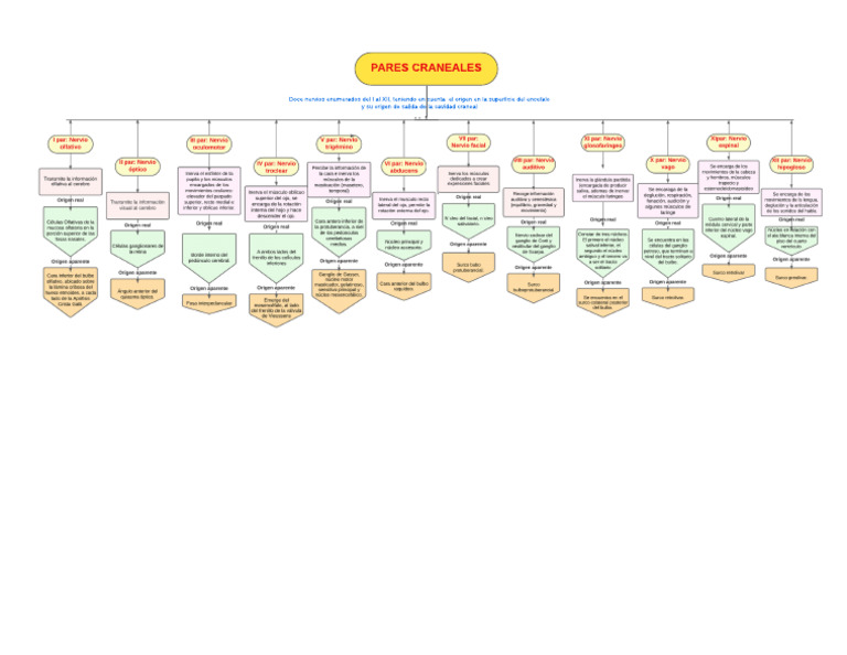 Mapa Conceptual Pares Craneales, ACT 4 | PDF
